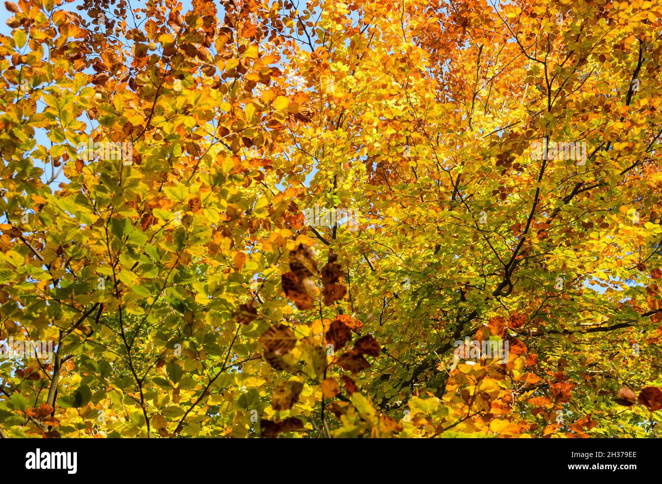 Colorful autumn foliage of the Fagus sylvatica, European beech or ...