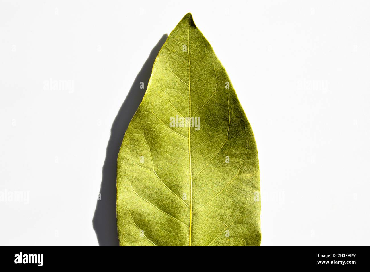 Daphne leaf, aromatic bay leaf, Laurus nobilis leaf, isolated on white ...