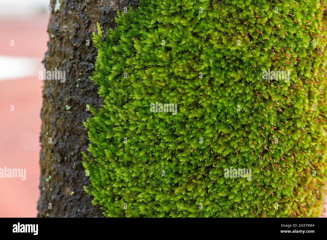 Close-up moss texture on tree surface, Moss cover on tree bark ...