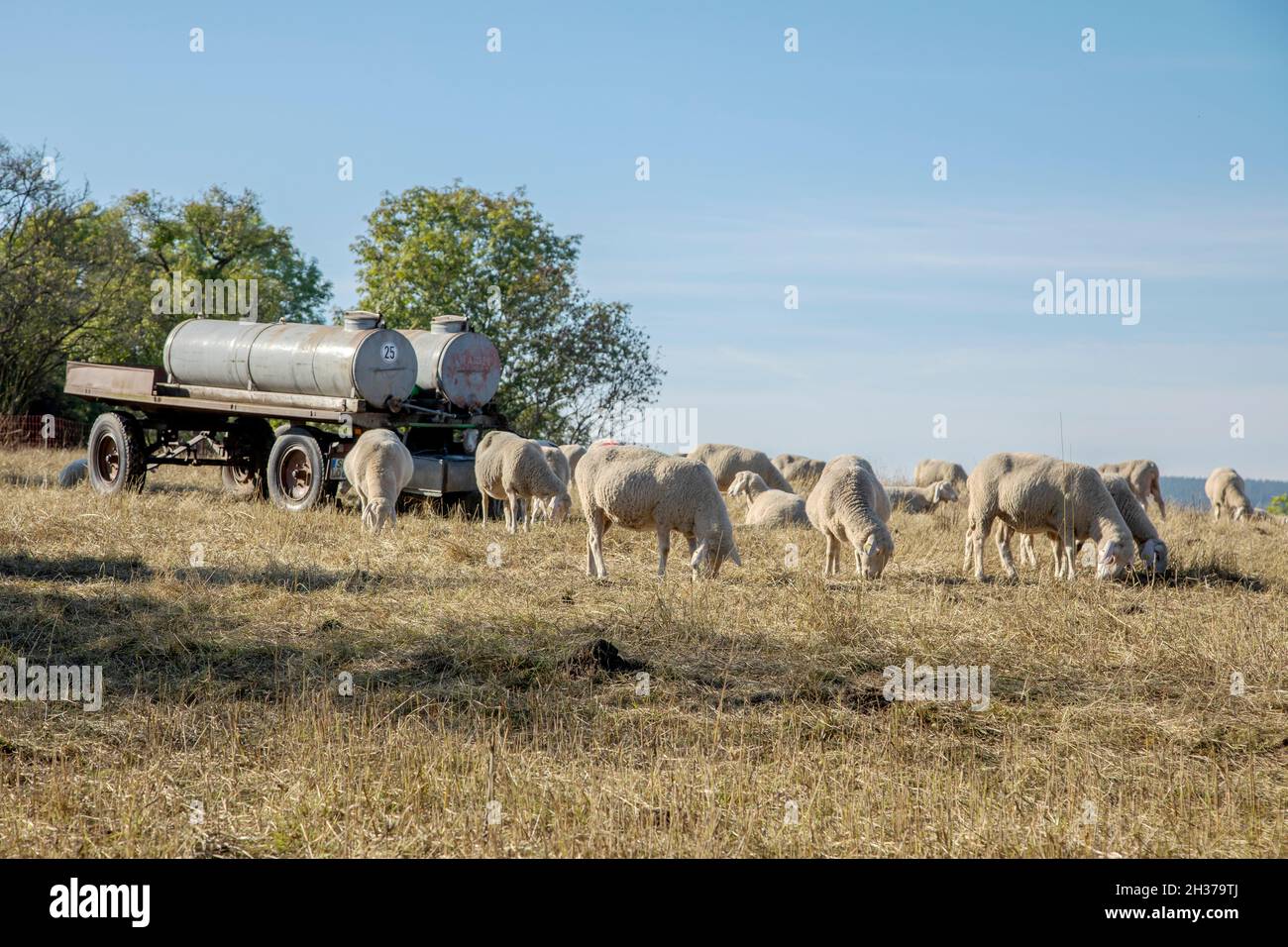 Old barrels in a meadow hi-res stock photography and images - Alamy