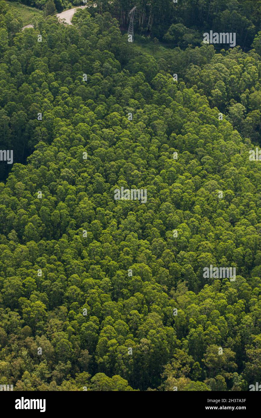 Aerial view of green forest. High quality photo Stock Photo - Alamy