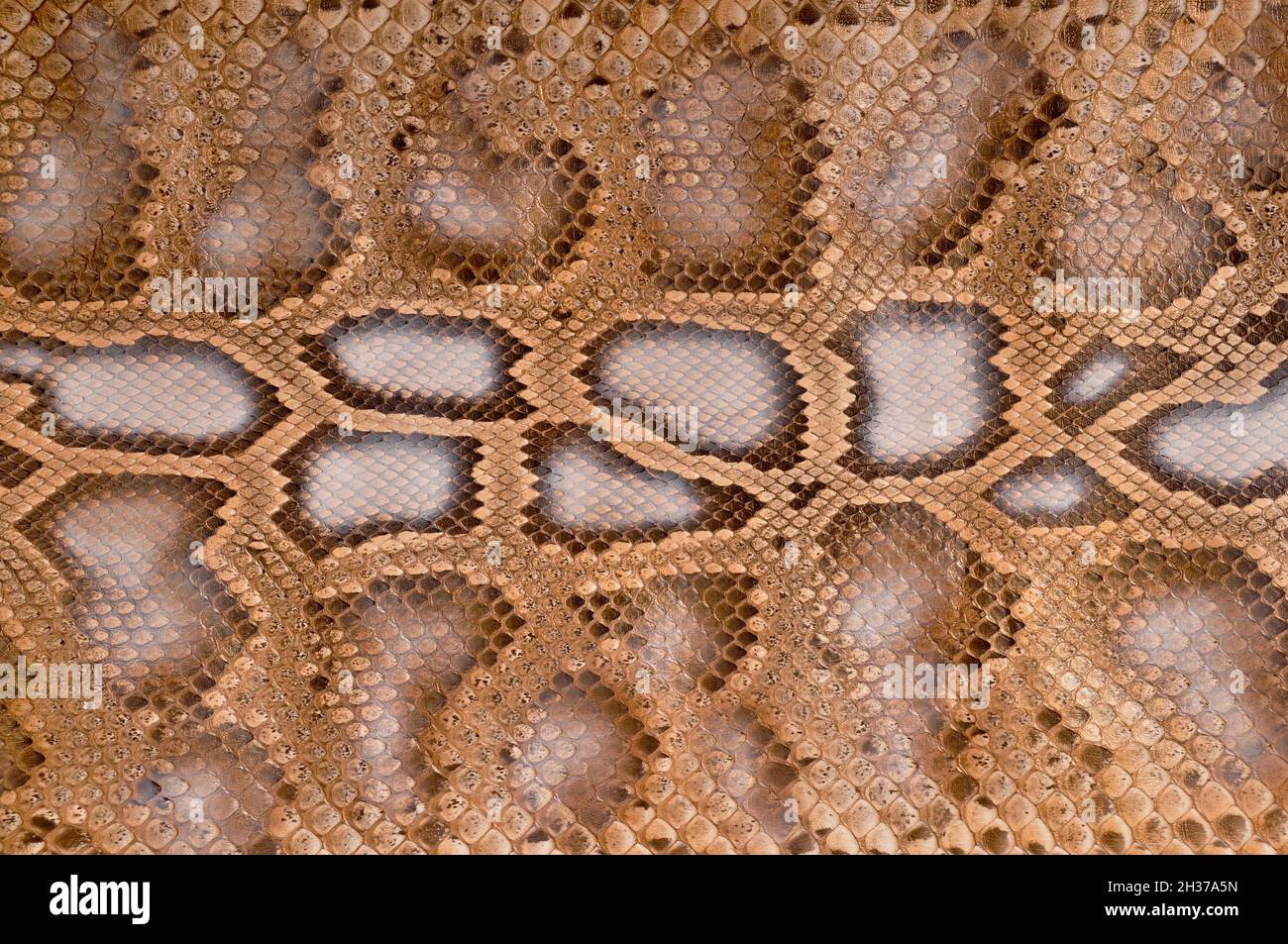 Natural snake skin is used for luxury clothes and accessories, suitable ...