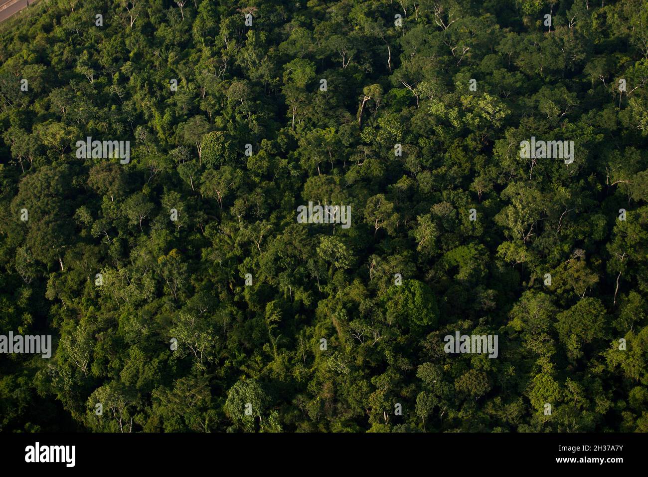 Aerial view of green forest. High quality photo Stock Photo - Alamy