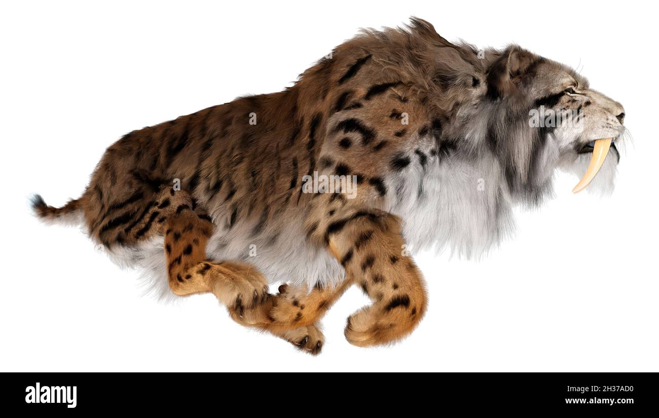 3D rendering of a sabertooth tiger isolated on white background Stock ...