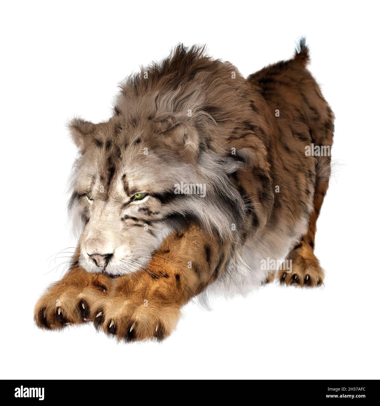 3D rendering of a sabertooth tiger isolated on white background Stock ...