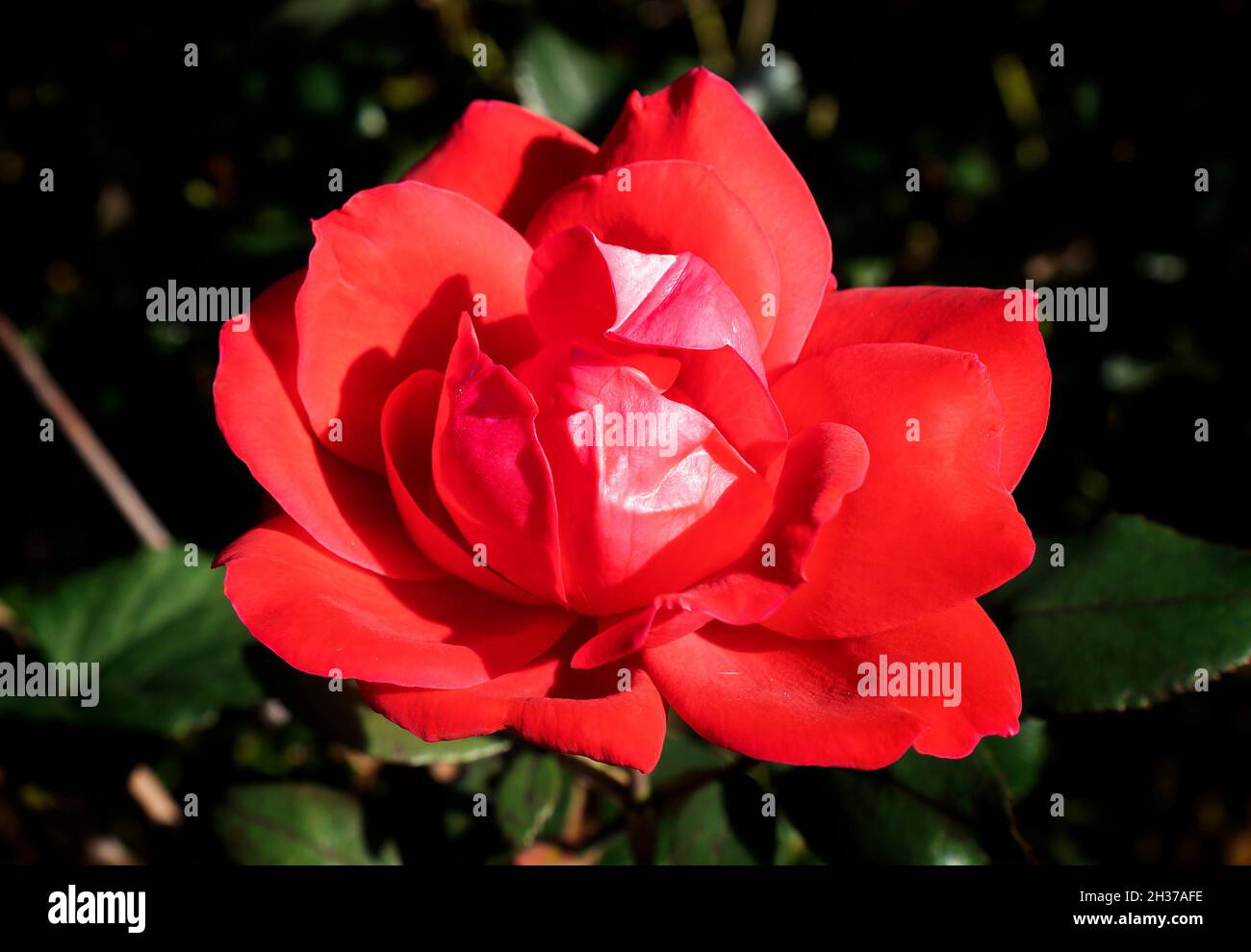 Scarlet red rose hi-res stock photography and images - Alamy