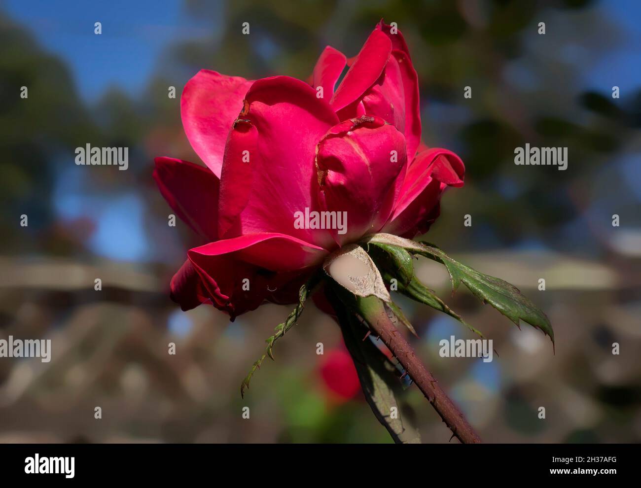 Scarlet red rose hi-res stock photography and images - Alamy