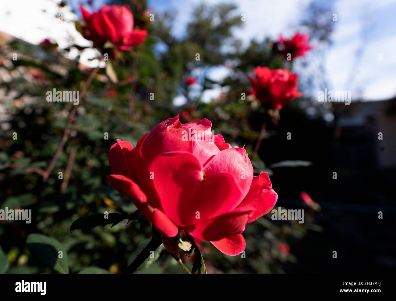 Scarlet red rose hi-res stock photography and images - Alamy
