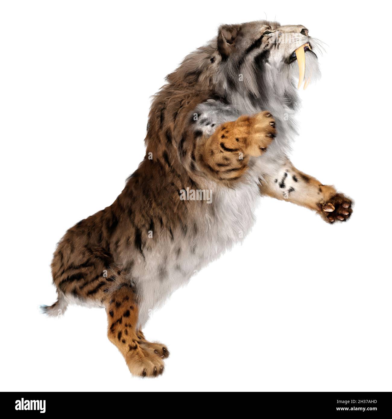 3D rendering of a sabertooth tiger isolated on white background Stock ...