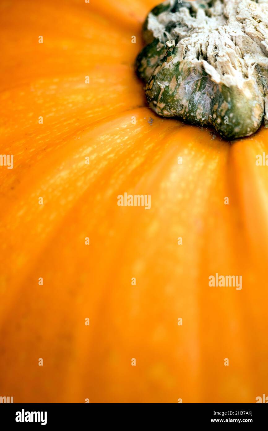 Upright pumpkins hi-res stock photography and images - Alamy