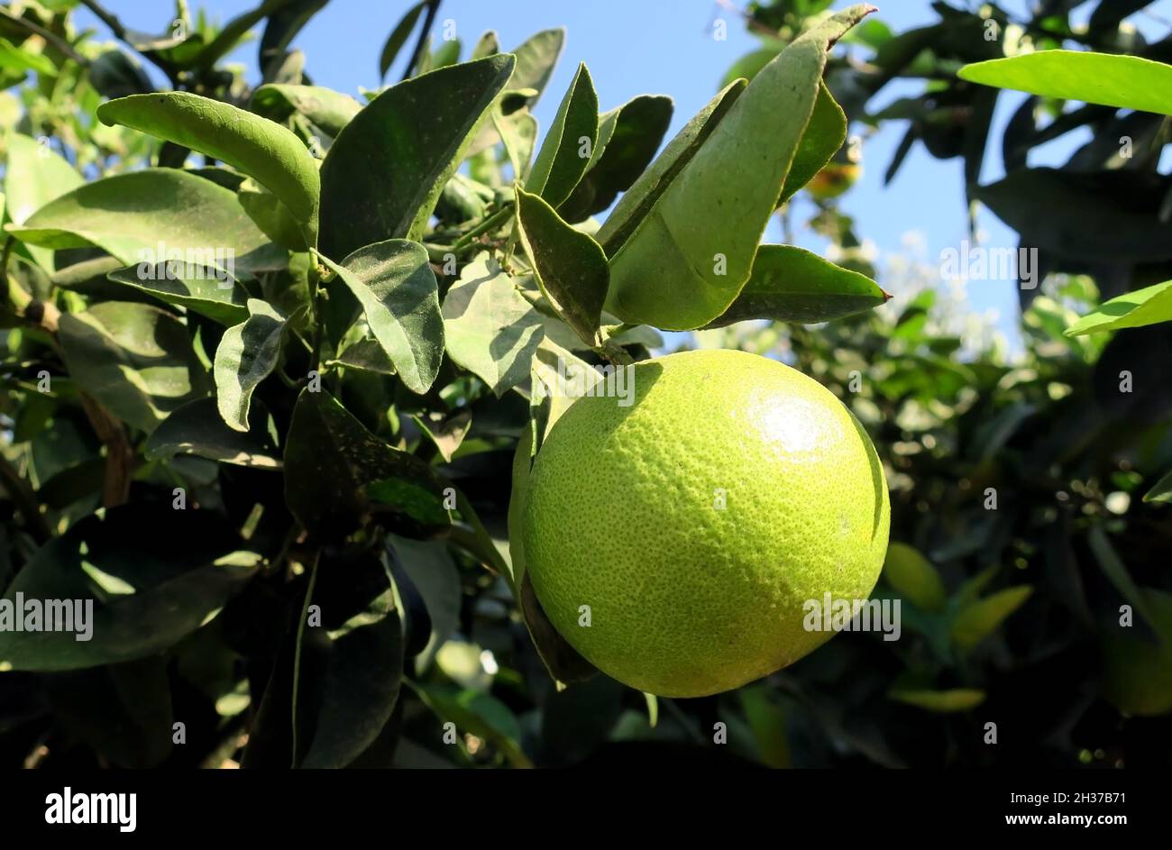 Green orange on a tree branch at the end of October in Cyprus Stock ...