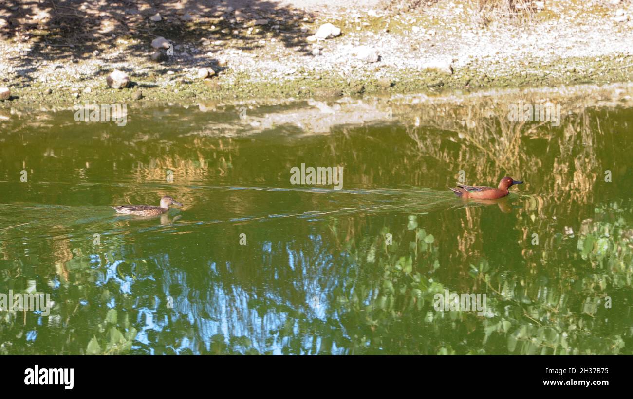Henderson Bird Viewing Preserve, Henderson, NV Stock Photo - Alamy