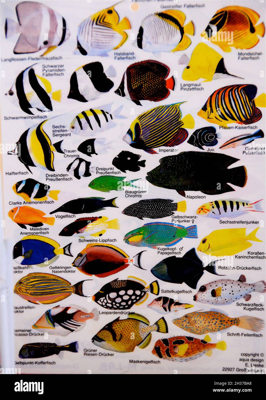 MALDIVES, LIST OF FISHES OF INDIAN OCEAN Stock Photo - Alamy