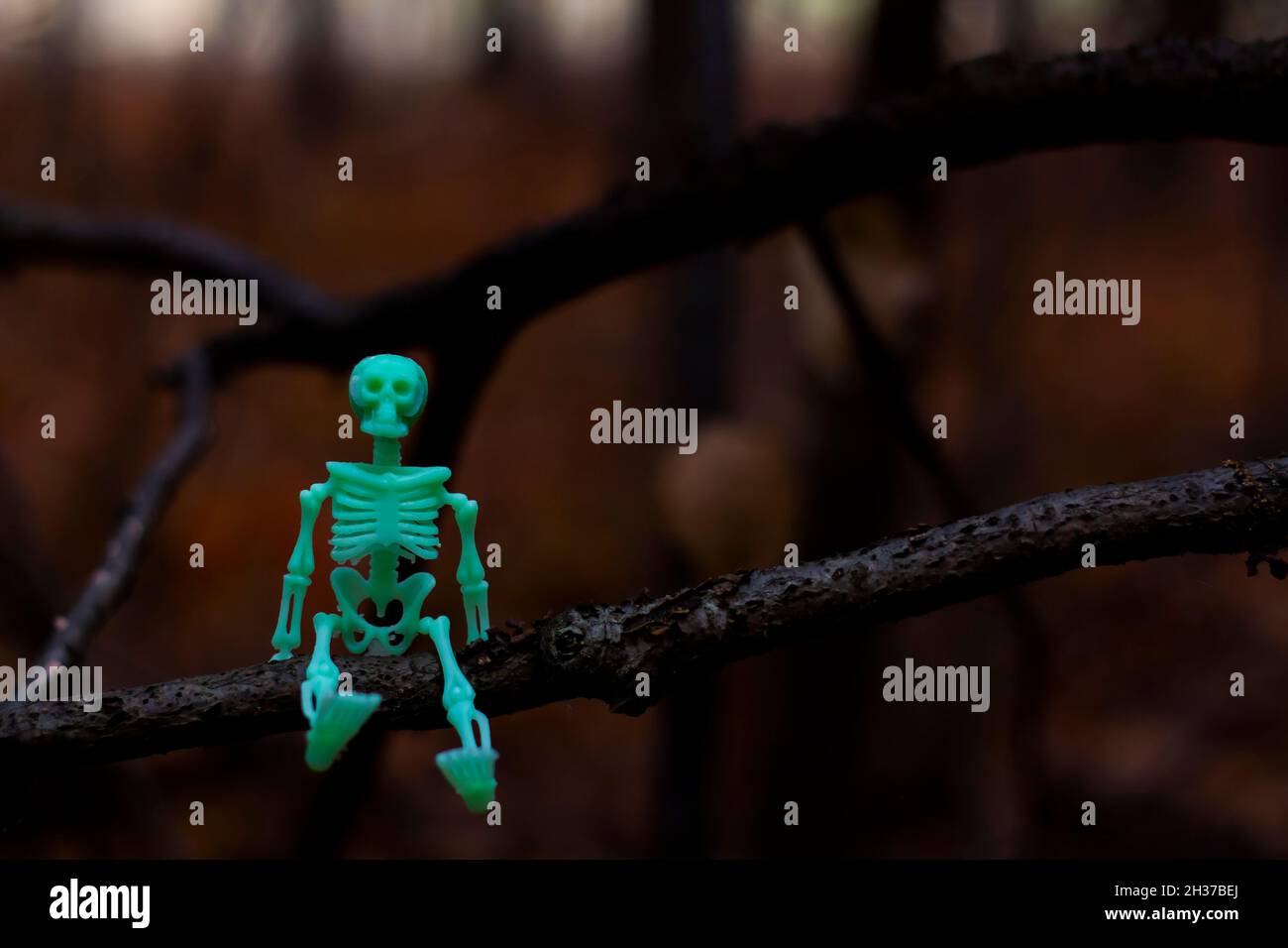 Camera and an skeleton hi-res stock photography and images - Alamy