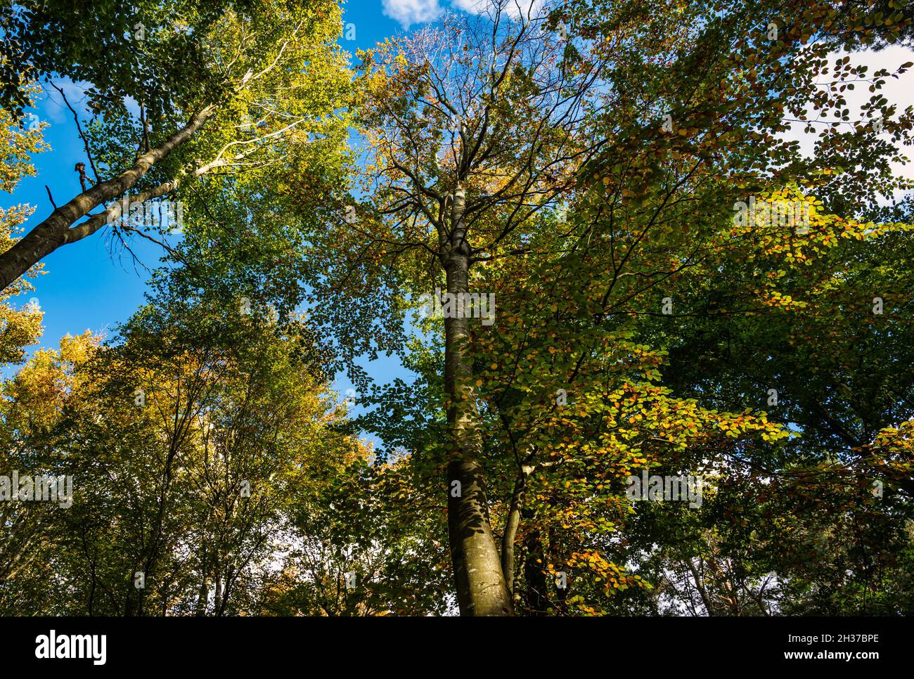 Tall trees in woods hi-res stock photography and images - Alamy