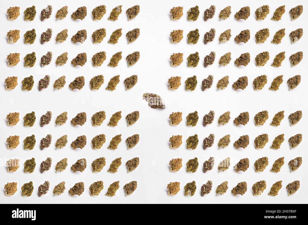 Medicinal cannabis on white background, beautiful flower marijuana ...