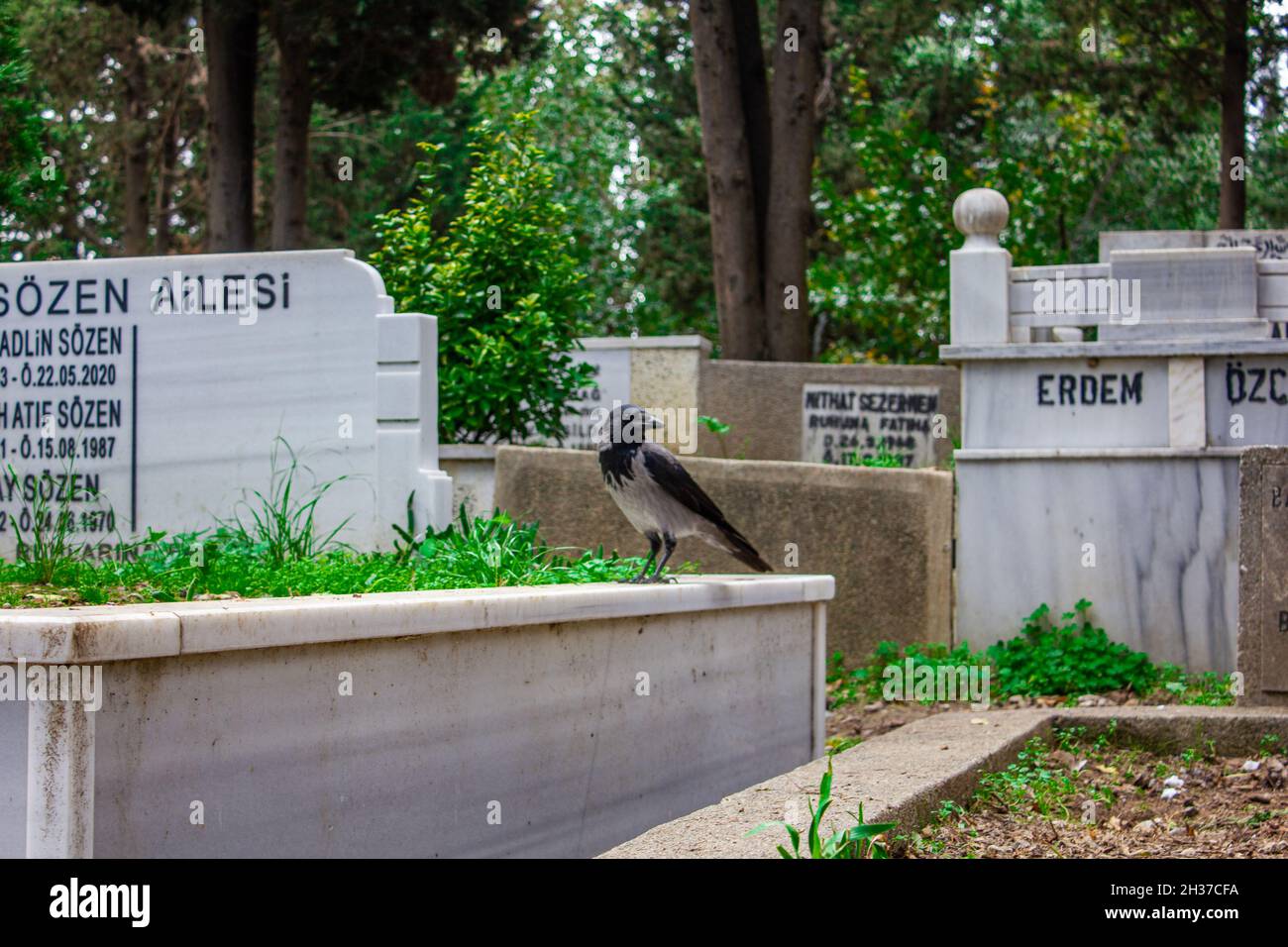 Eyup,Istanbul,Turkey-October-Wednesday-2021: A black crow waiting by ...