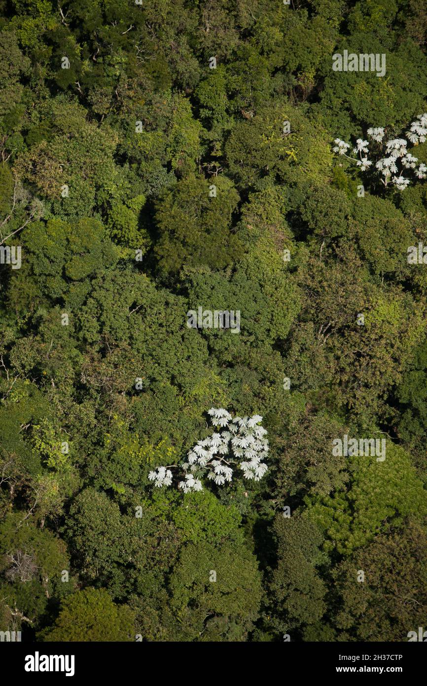 Aerial view of green forest. High quality photo Stock Photo - Alamy