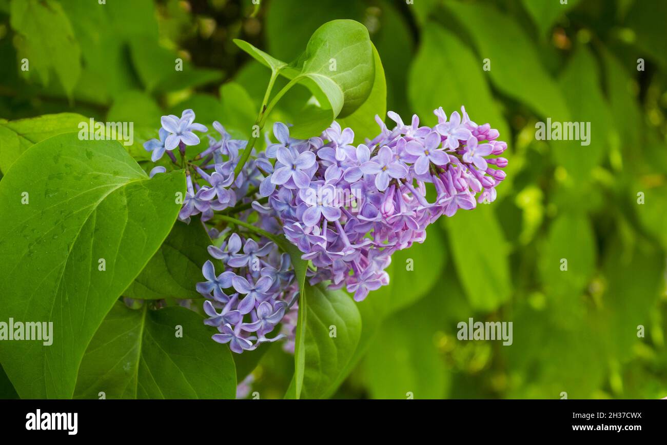 Lilac blooms. Beautiful bouquet of lilacs close up. Blooming lilacs ...