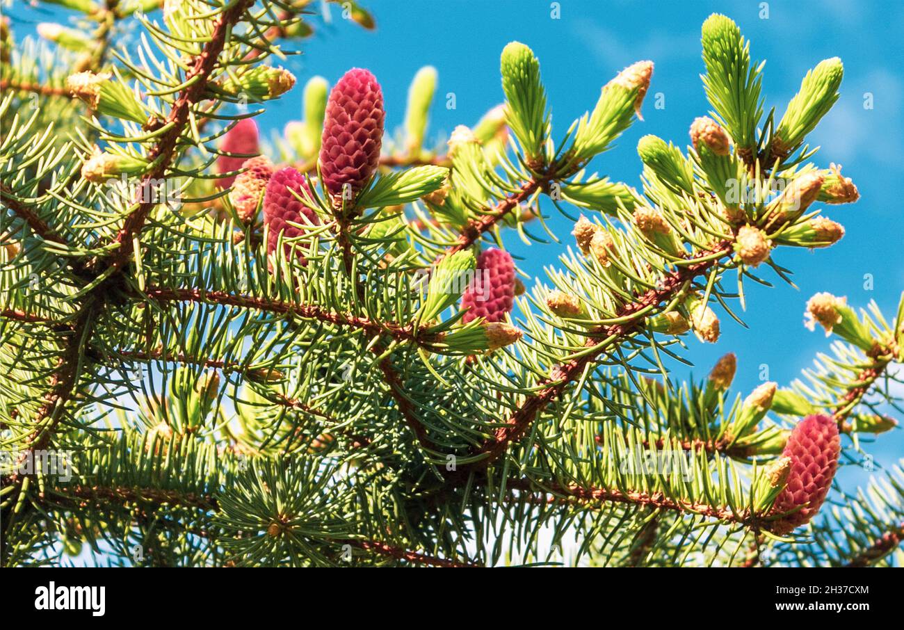 Spruce with small red cones in late spring .Sunny day, pine cones on a ...