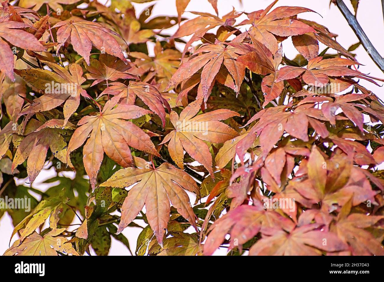 Closeup of Acer palmatum, commonly known as Japanese maple Stock Photo ...