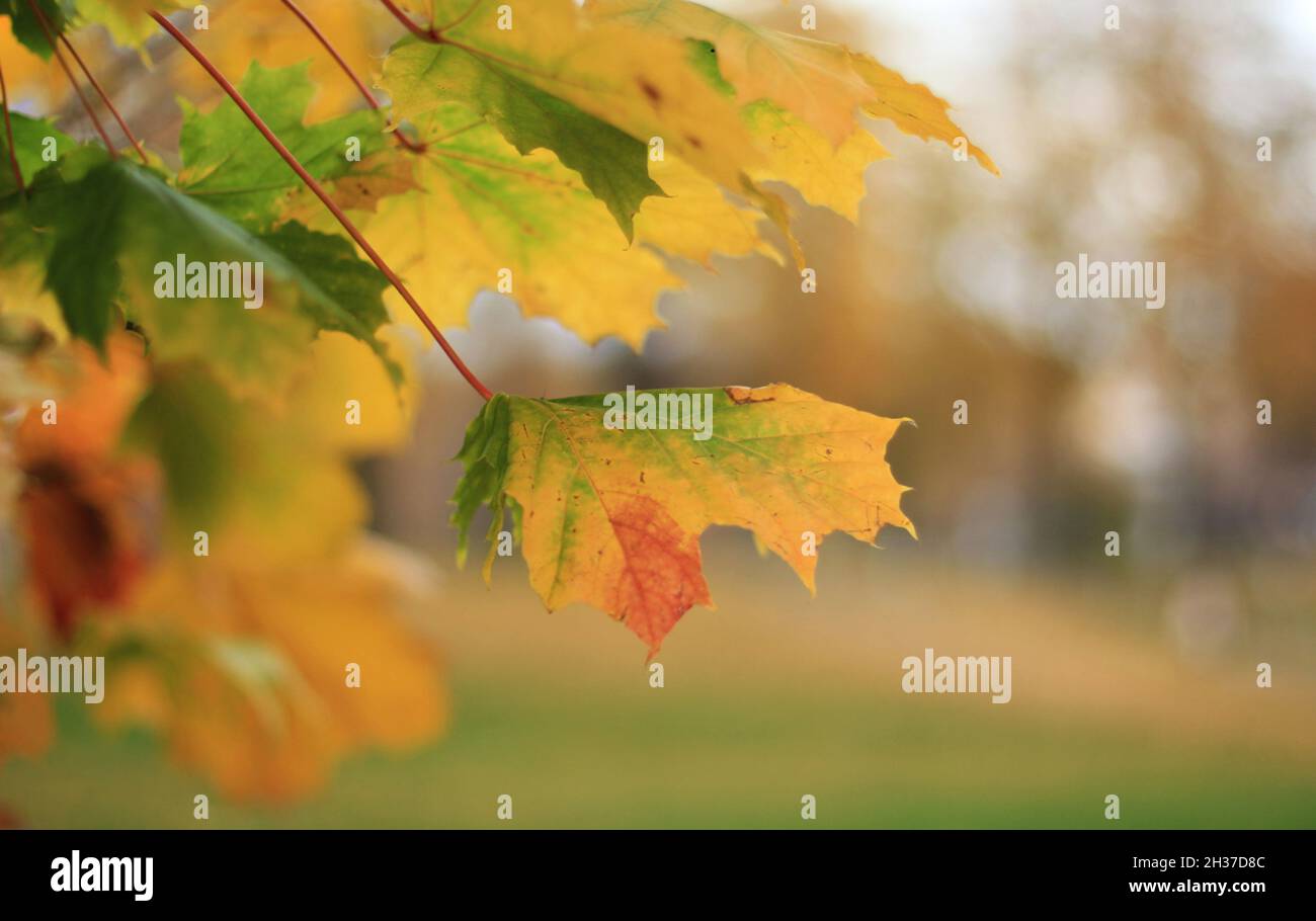 Bright colors of autumn hi-res stock photography and images - Alamy