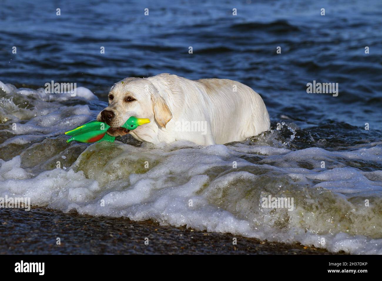 nice sweet yellow labrador puppy portrait close up Stock Photo - Alamy