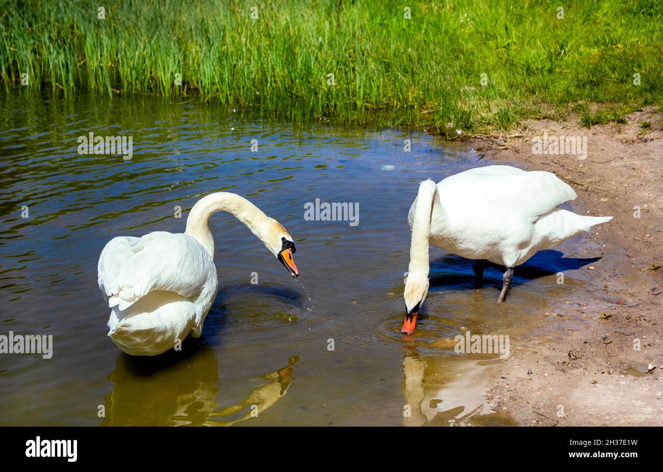 Two swans on the shore of a reservoir in the summer heat Stock Photo ...