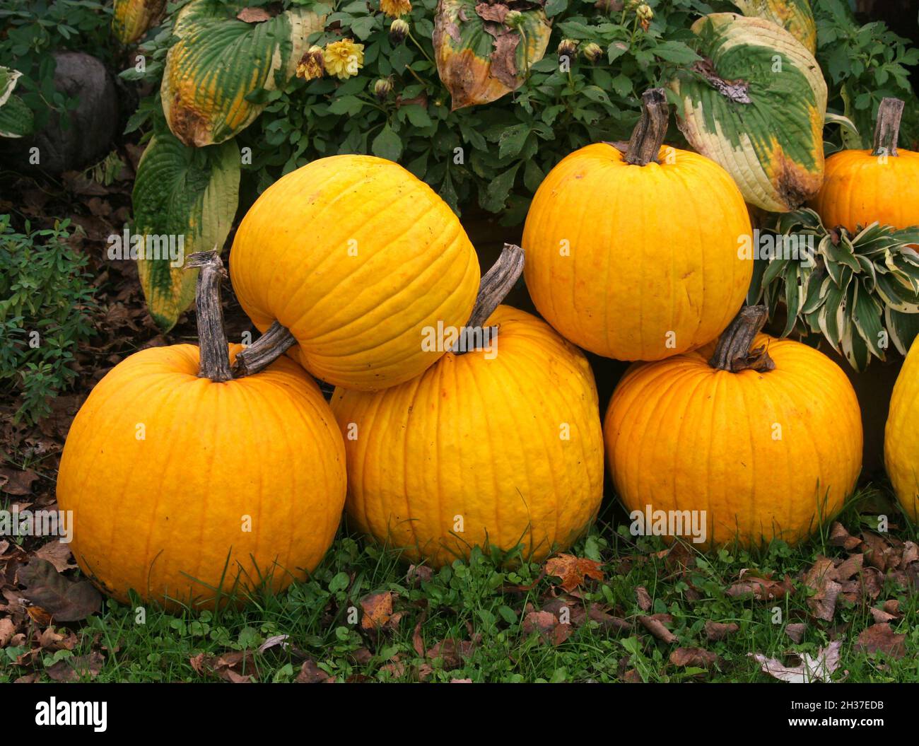 Five pumpkins hi-res stock photography and images - Alamy