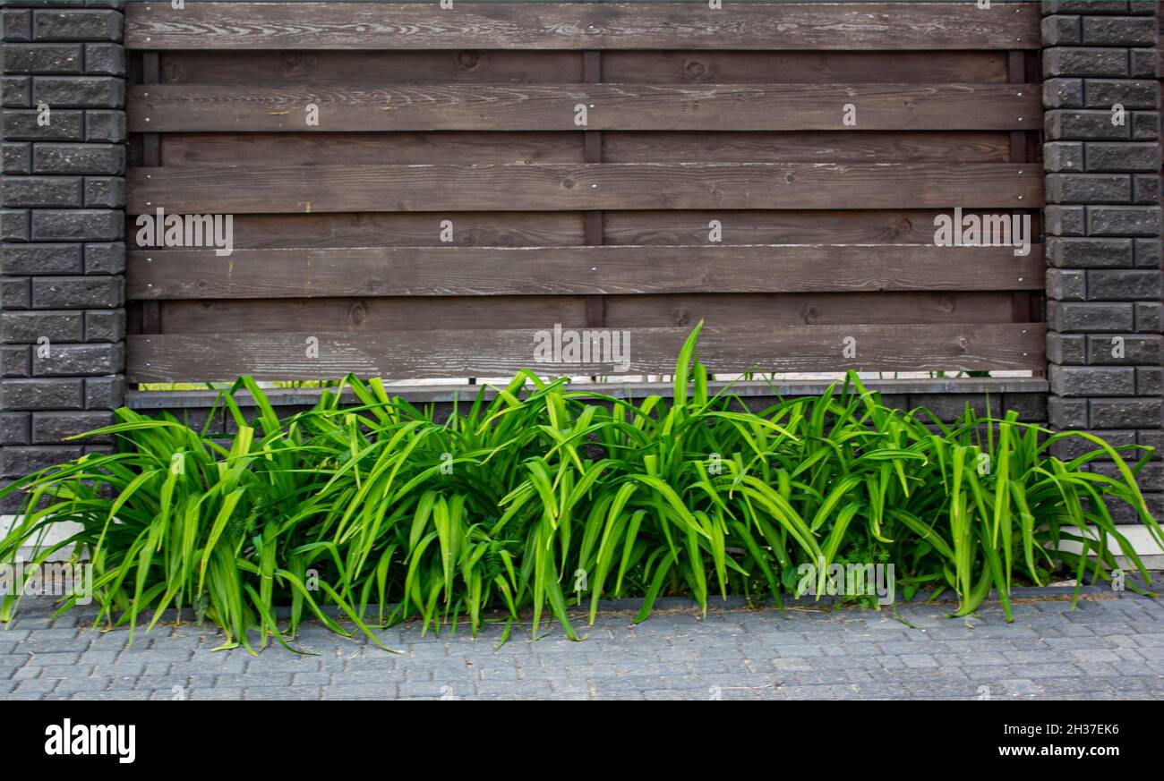 Plant Green Walls And Gates