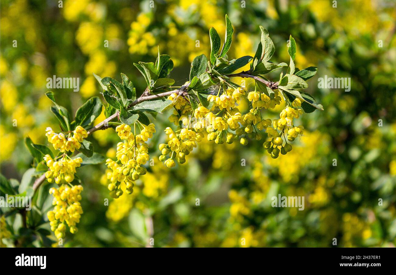 A branch with beautiful yellow hawthorn flowers. Tree in spring Stock ...