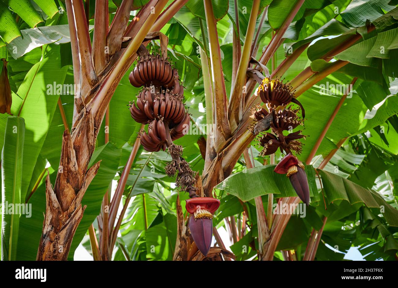 Red Bananas Plant