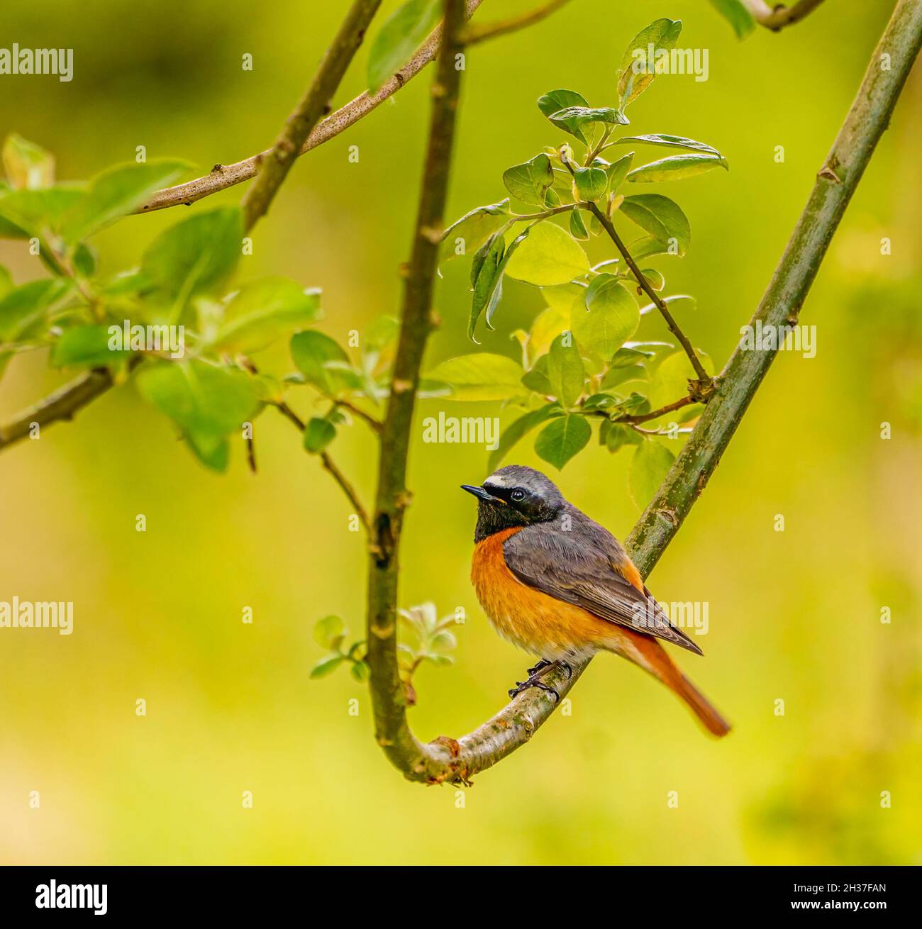 Common Redstart Male at Rest Close To Nest Stock Photo - Alamy