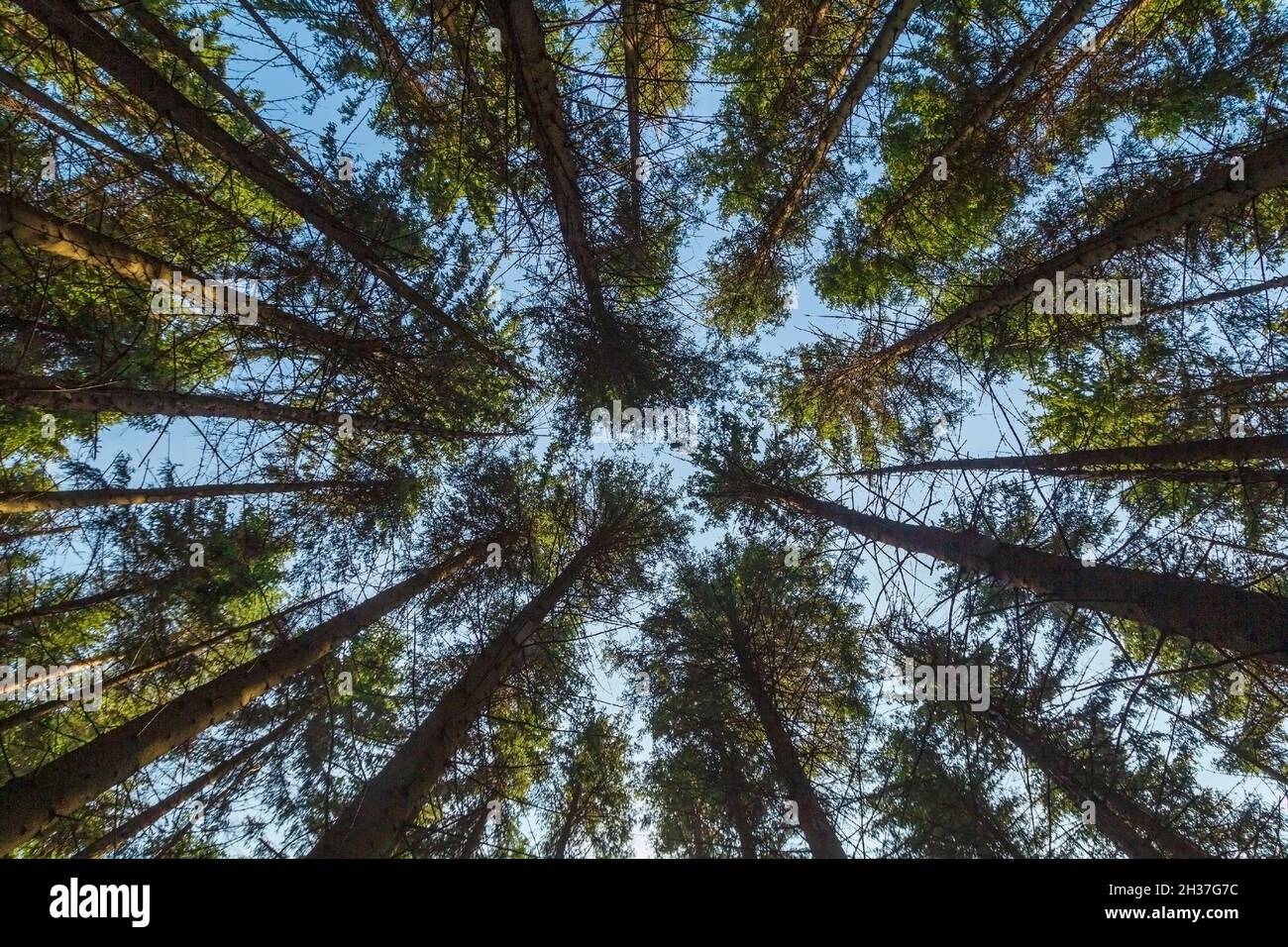 Beautiful high tree wide crown hi-res stock photography and images - Alamy