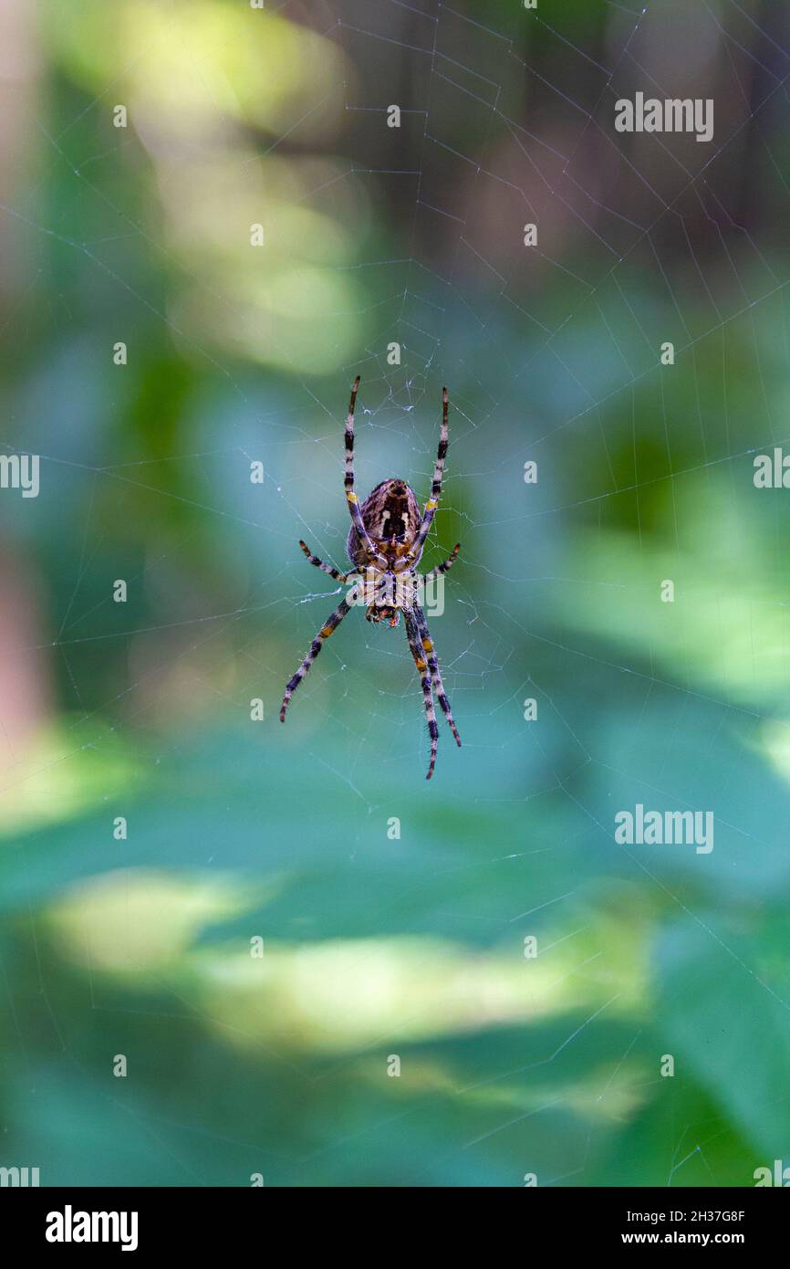 The spider sits inside a web that he himself weaved in the forest ...