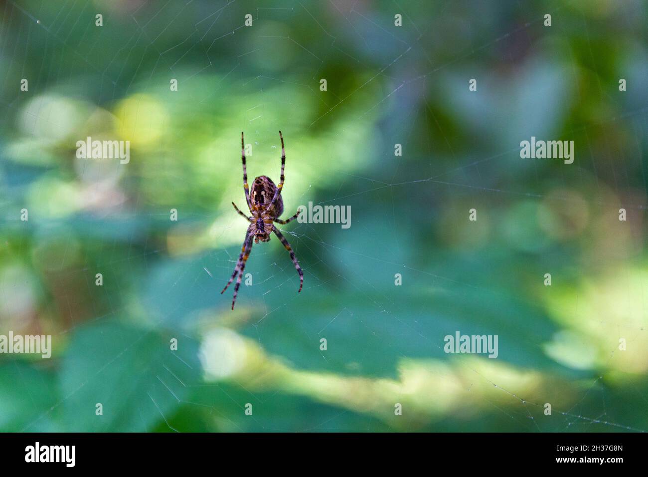 The spider sits inside a web that he himself weaved in the forest ...