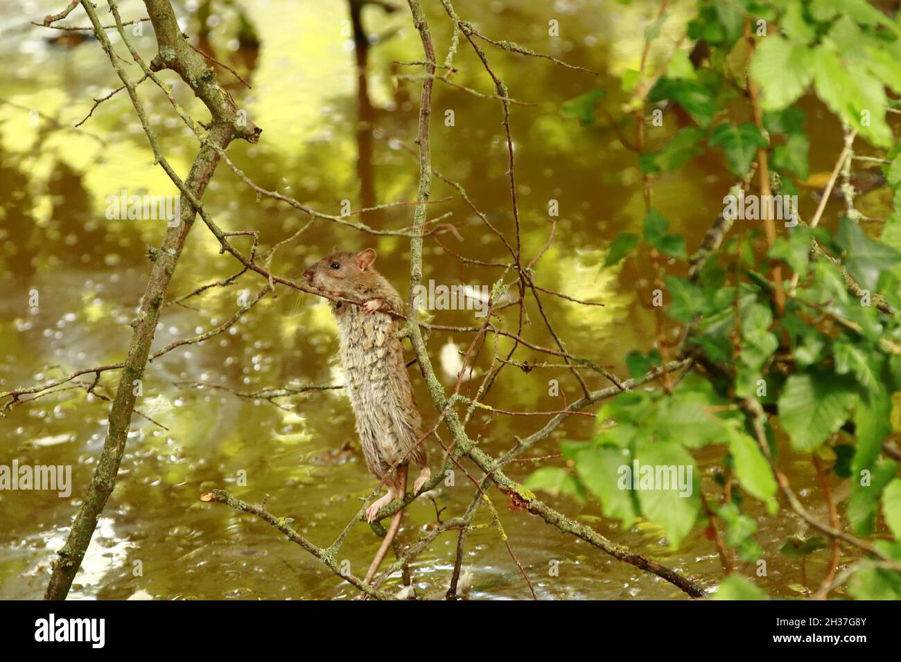 Hanging landscape hi-res stock photography and images - Alamy