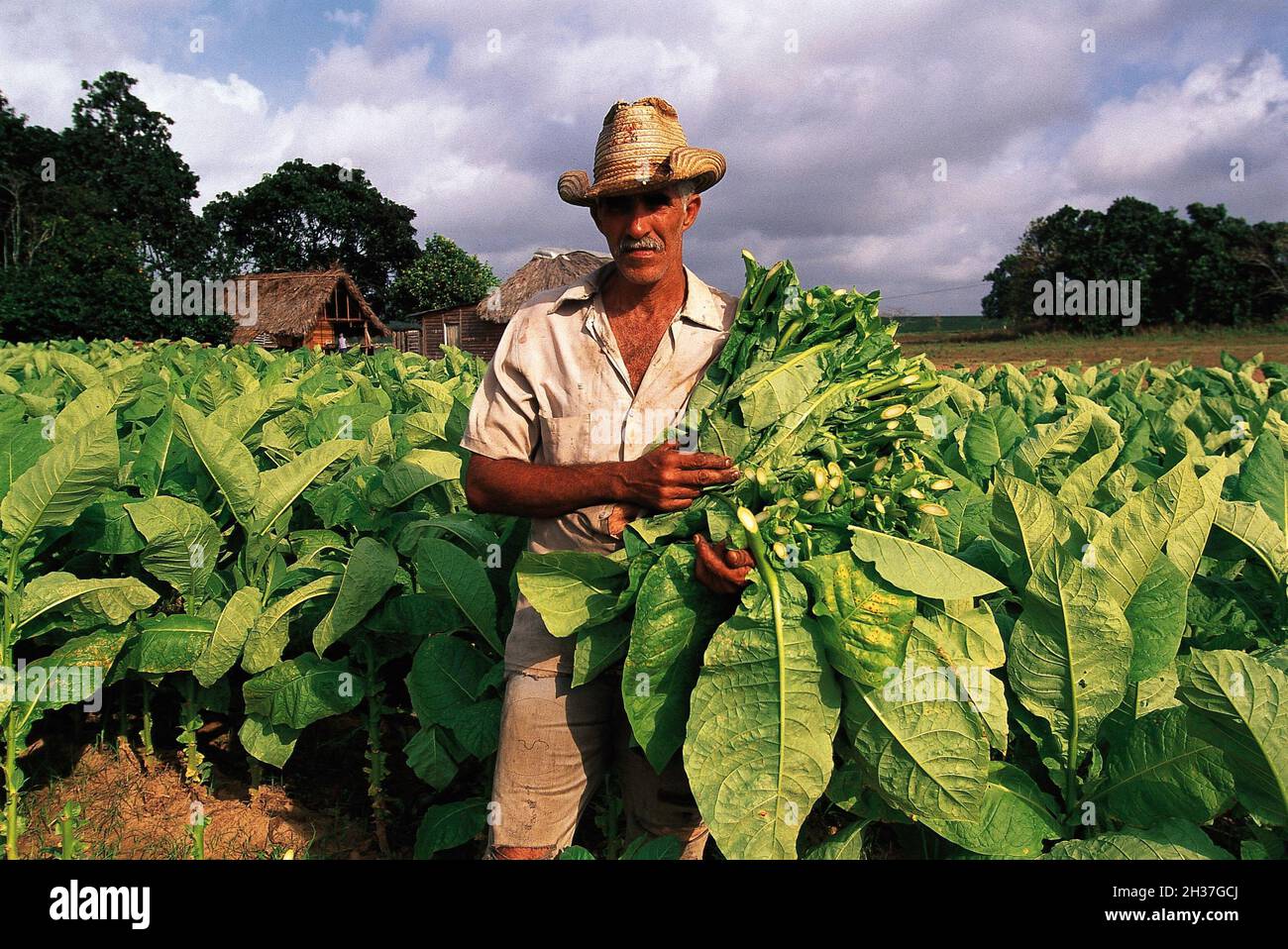 Harvesting tobacco leaves hi-res stock photography and images - Alamy