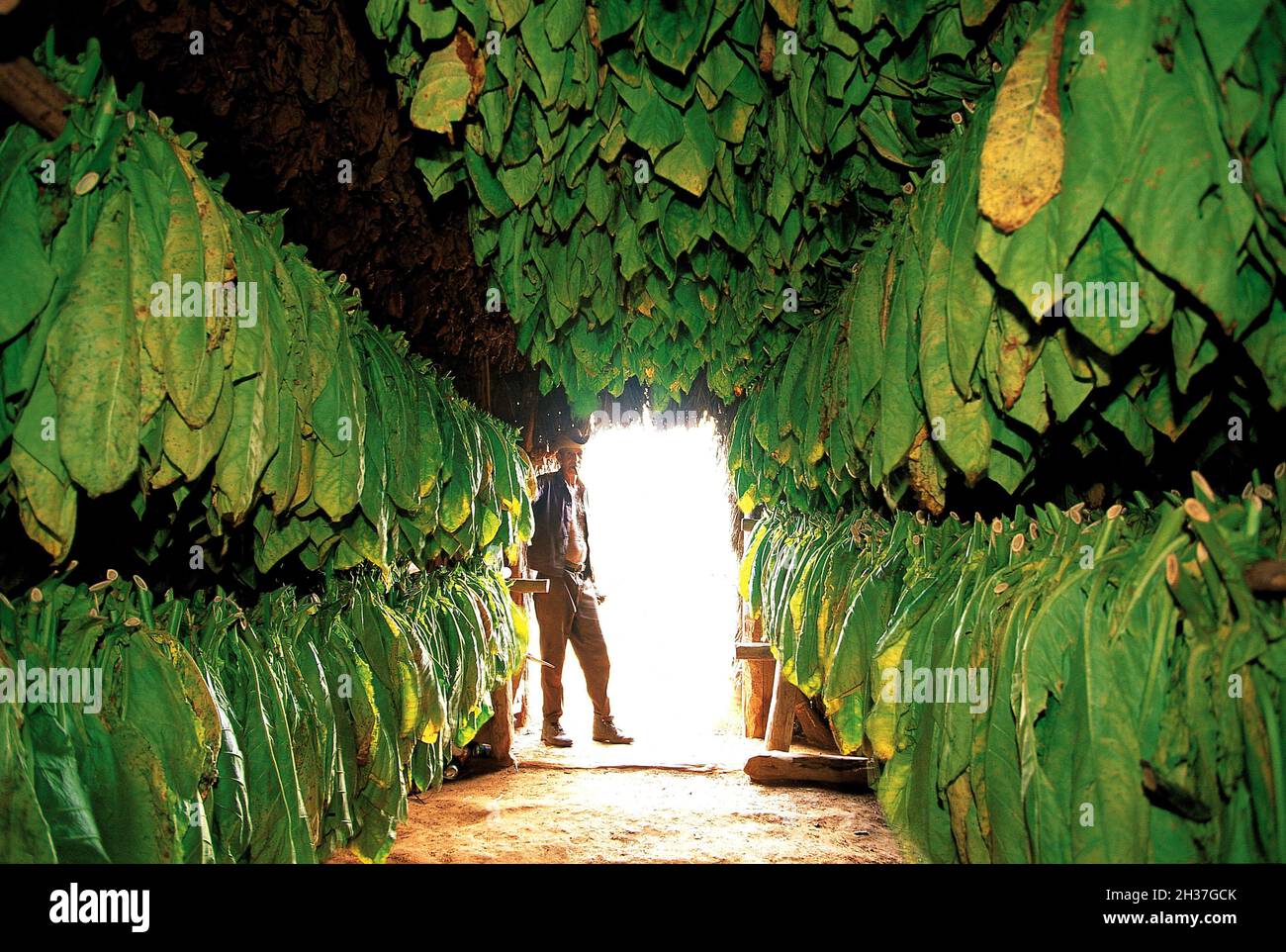 CUBA, PINAR DEL RIO, HARVESTING TOBACCO LEAVES Stock Photo - Alamy