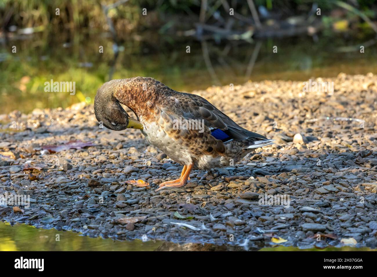 Mallard preening hi-res stock photography and images - Alamy