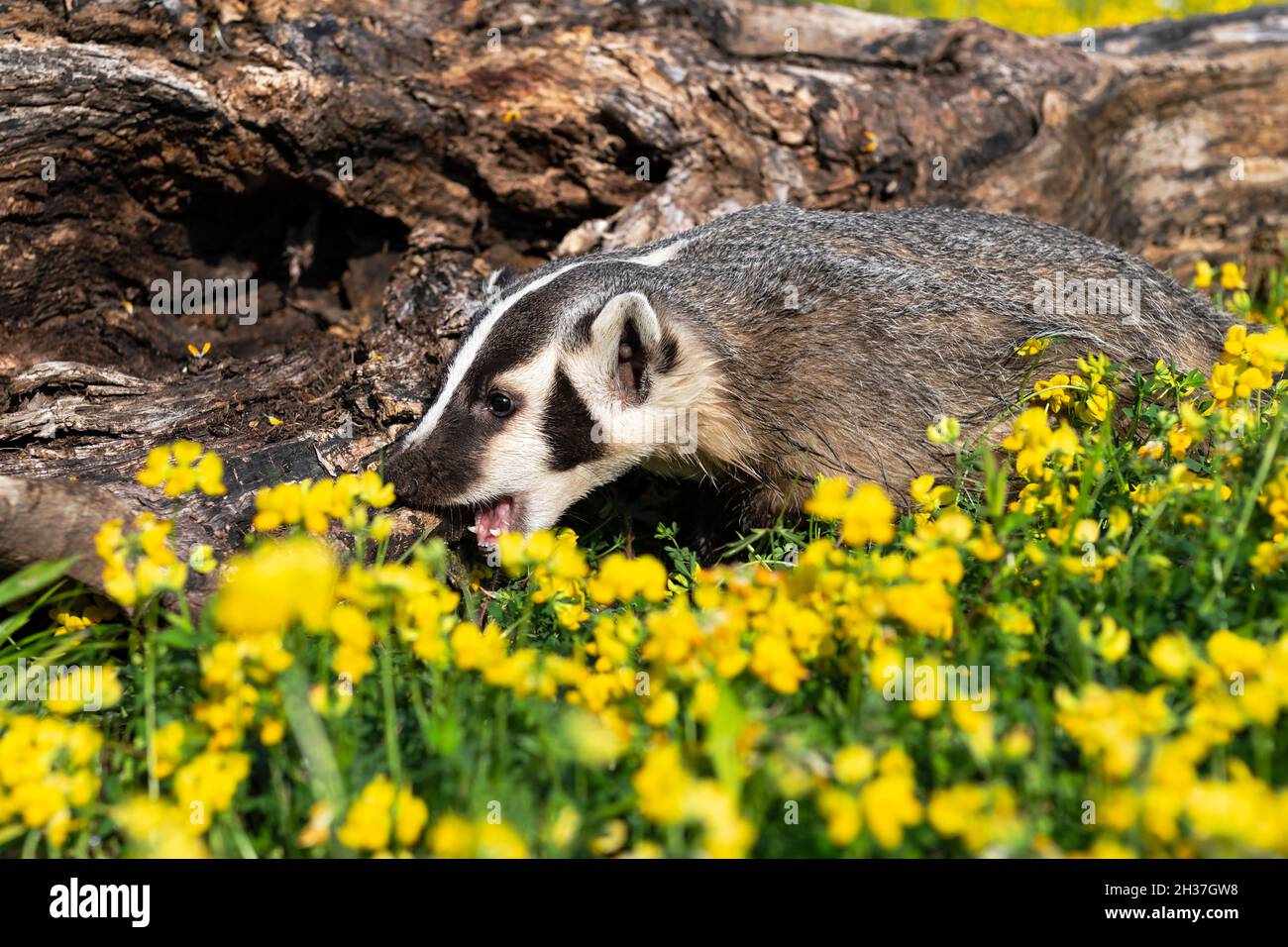 North American Badger (Taxidea taxus) Cub Mouth Open by Log in Flowers ...