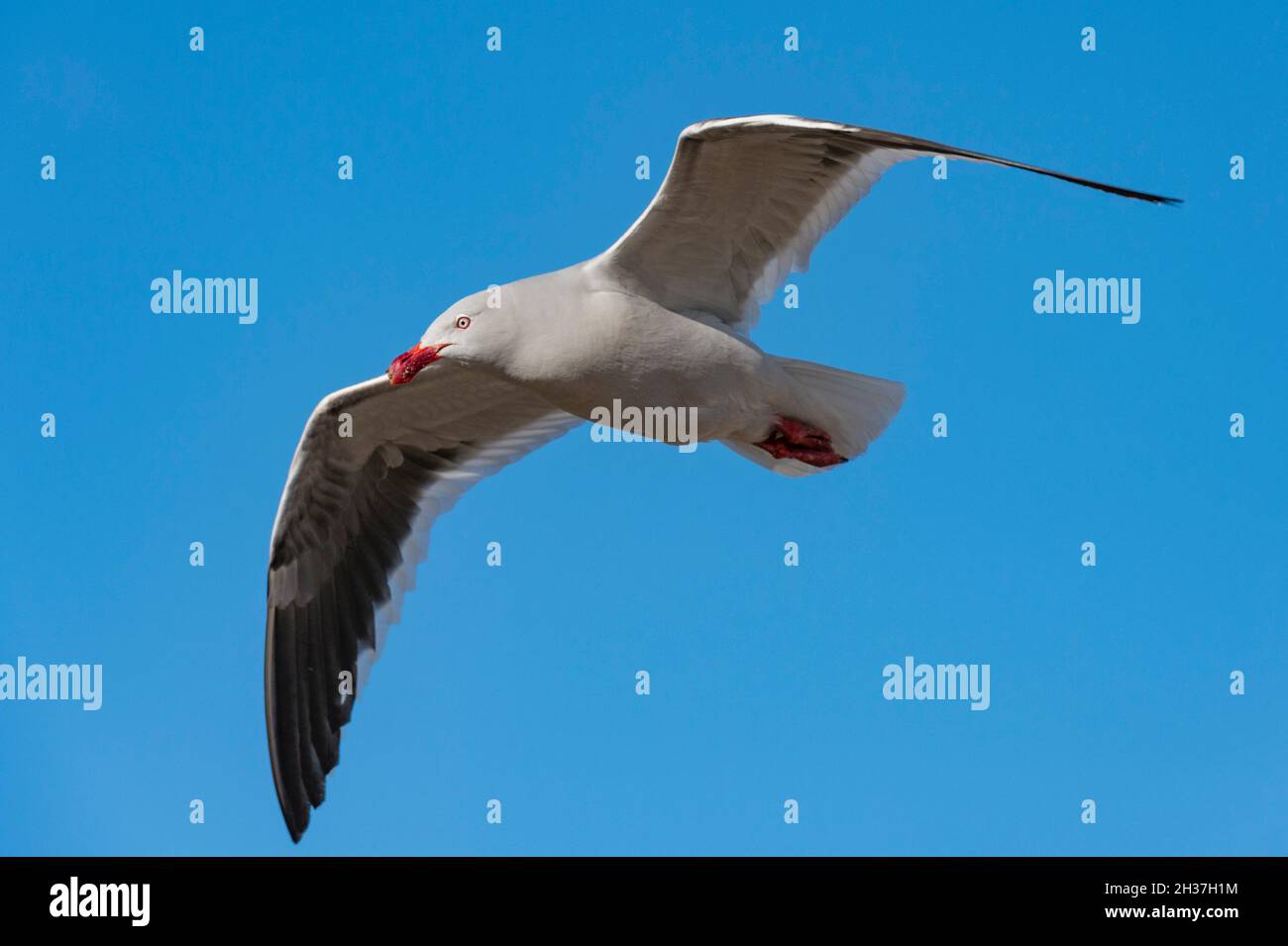 A kelp gull, Larus dominicarus, flying. Pebble Island, Falkland Islands ...