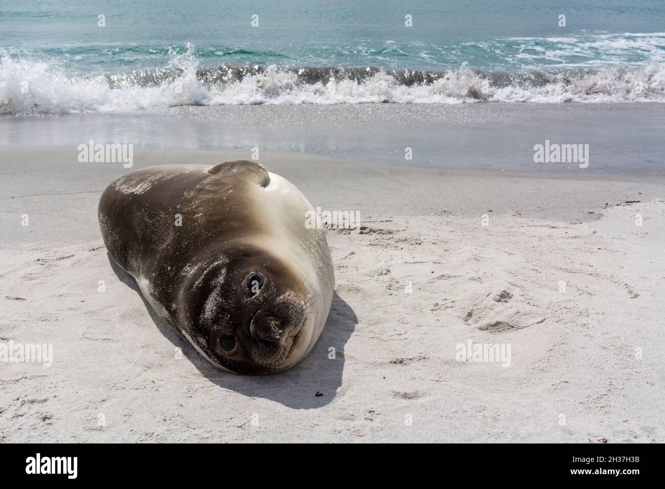 Southern elephant seal pup, Mirounga leonina, resting on a beach. Sea ...