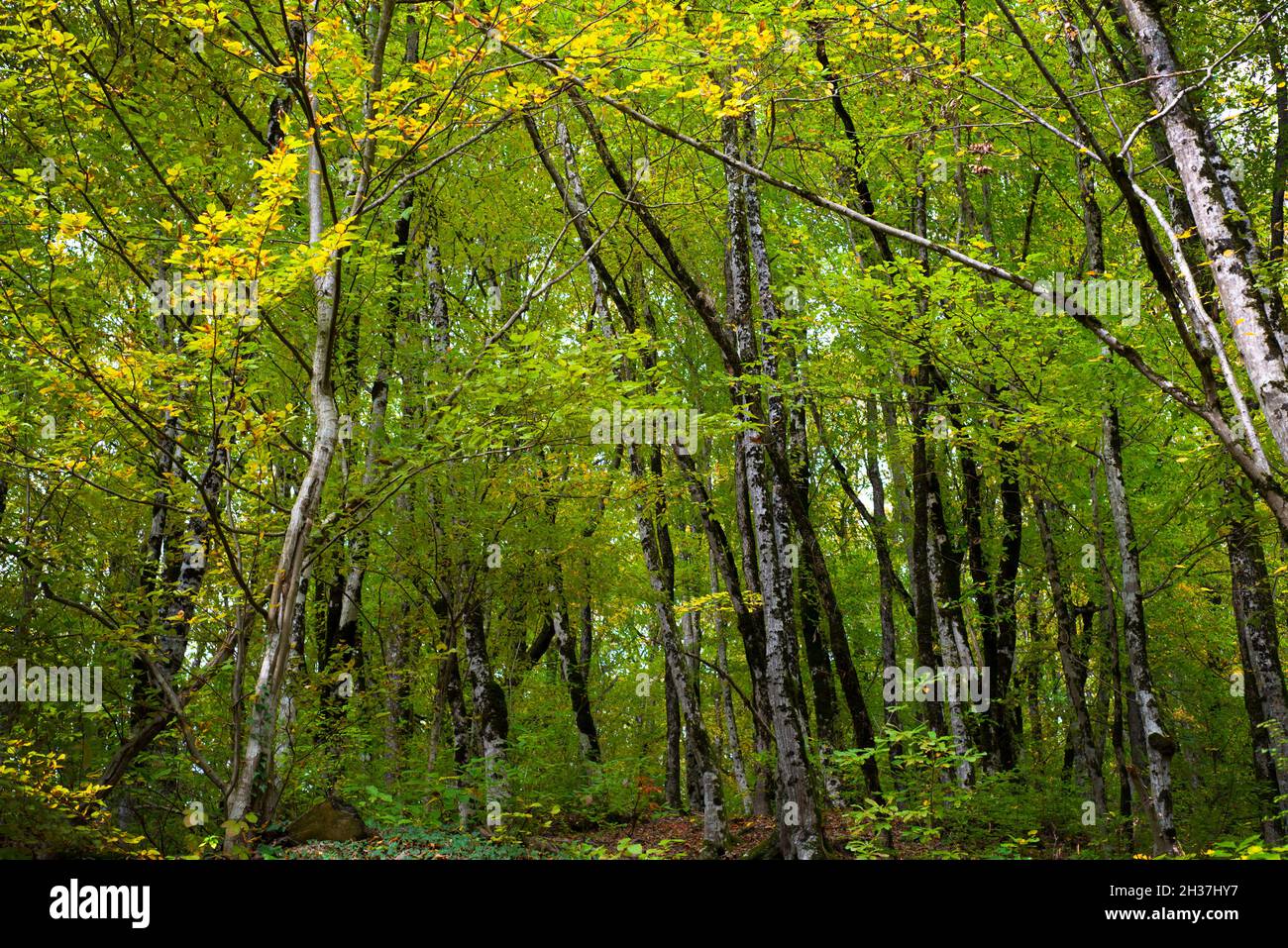 Forest backgrounds. Deciduous green forest with yellowing trees ...