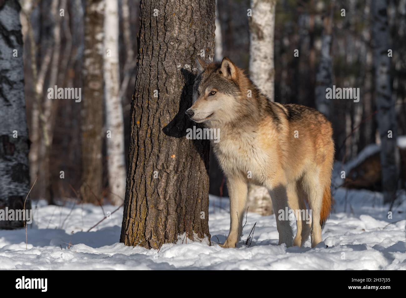Gray wolf stands in forest hi-res stock photography and images - Alamy