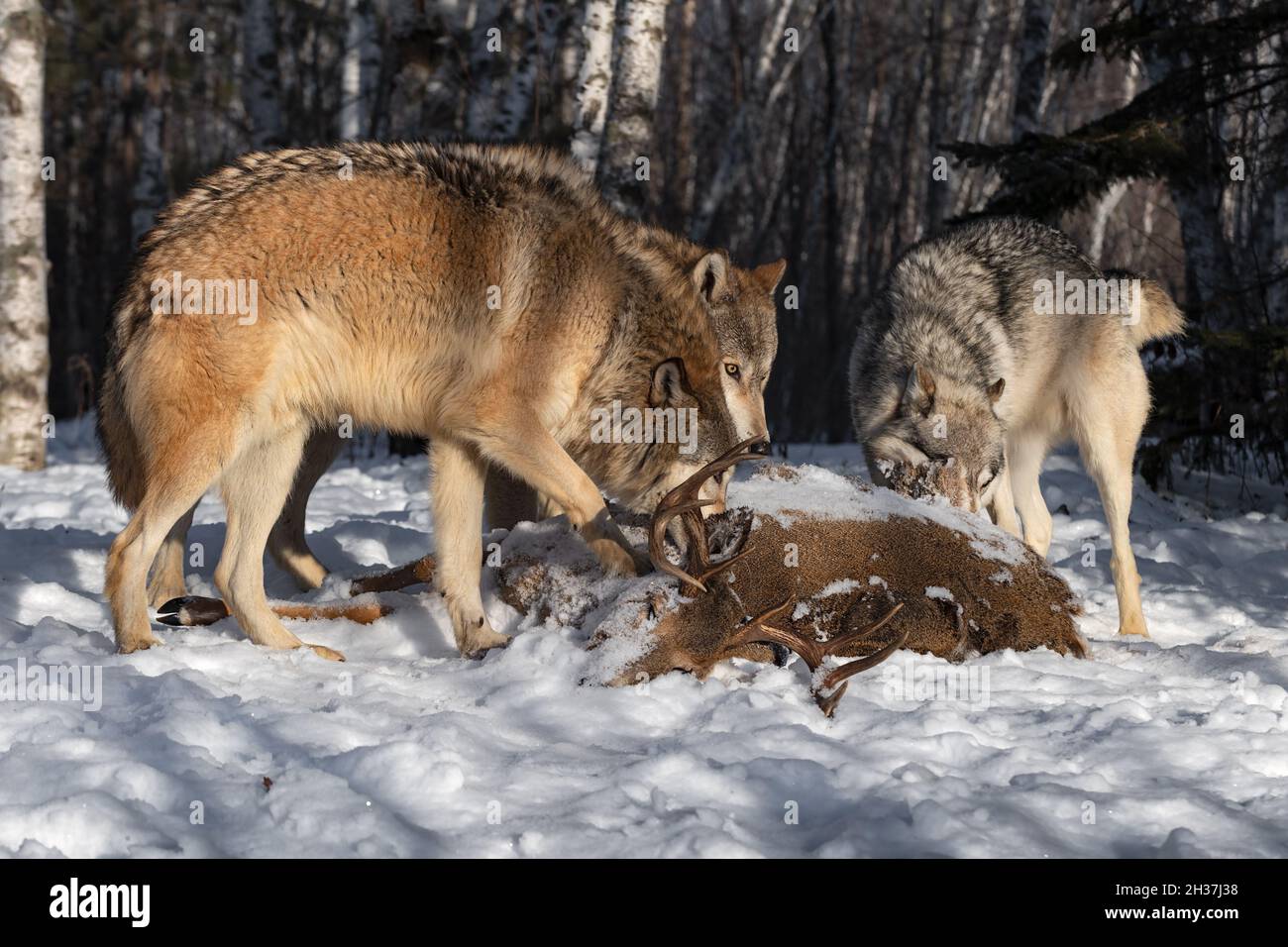 Three Grey Wolves (Canis lupus) Gather Around Body of White-tail Deer ...