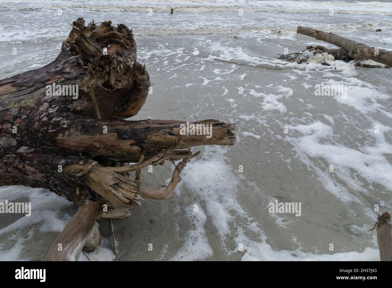 Fallen trees on the edge of the ocean surf during a storm, horizontal ...