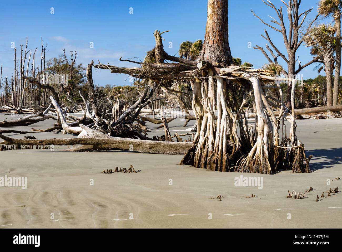 Exposed Tree Root System High Resolution Stock Photography and Images ...