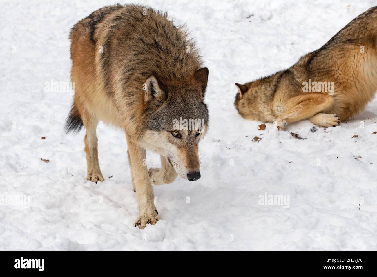 Rolling wolf me hi-res stock photography and images - Alamy
