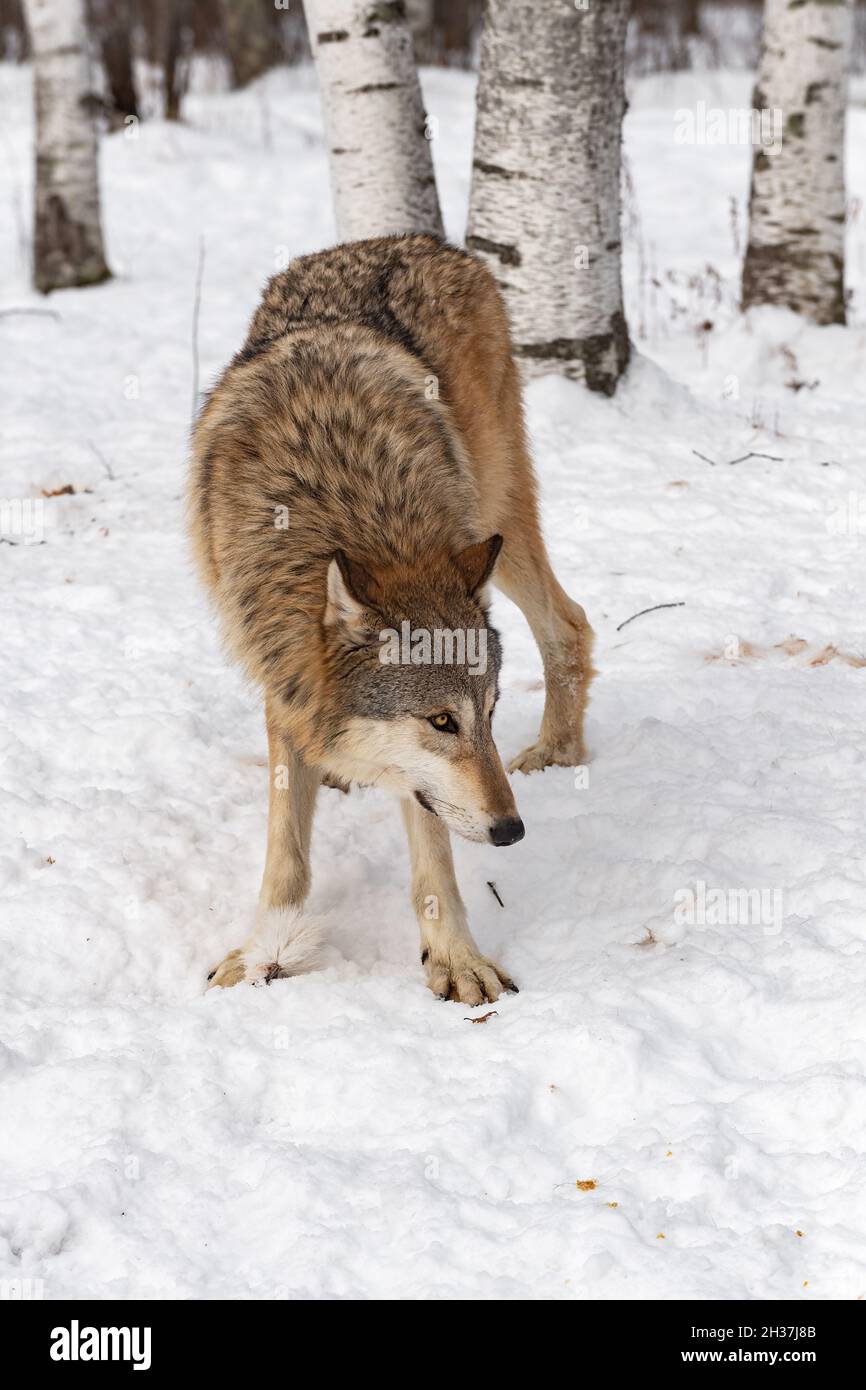 Grey Wolf (Canis lupus) Stands with Tuft of Deer Fur Winter - captive ...
